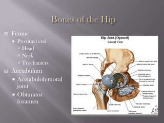 Bones of the pelvic girdle | PPTX