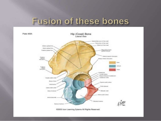 Bones of the pelvic girdle