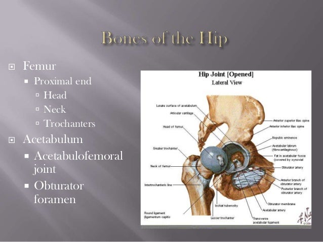 Bones of the pelvic girdle