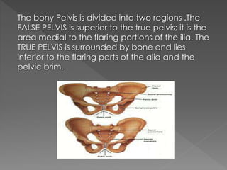 Bones of the pelvic girdle | PPTX