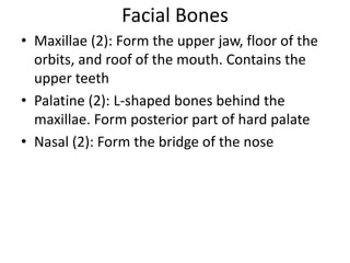 Bones of the skull | PPTX