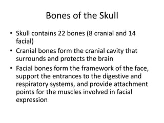 Bones of the skull | PPTX