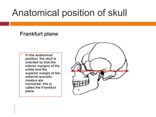 Skull Anatomical Planes
