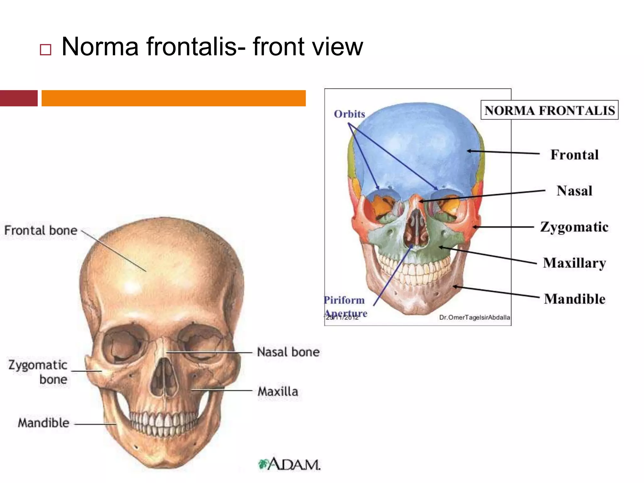 Bones of the skull | PPTX