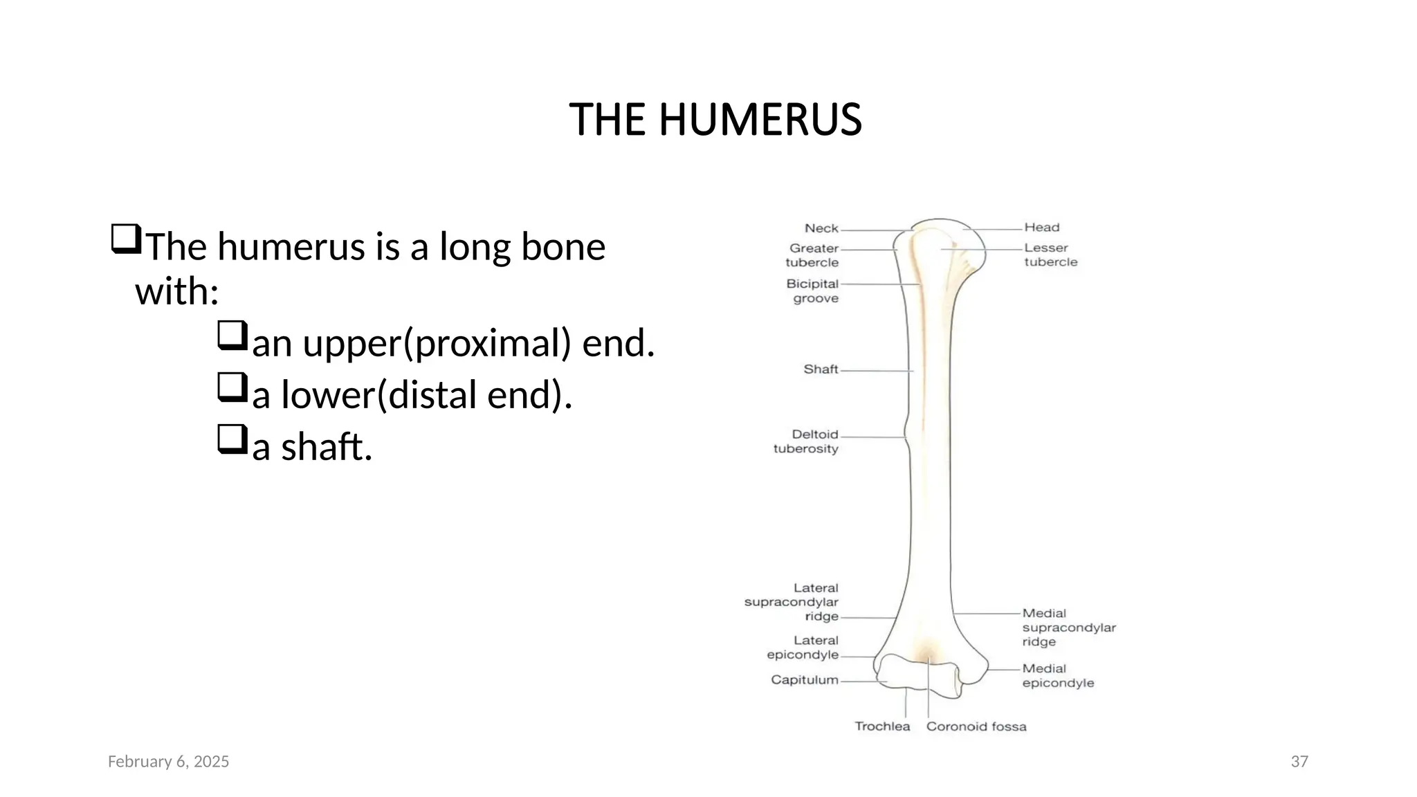 Bones of the upper extremities or limbs. | PPT