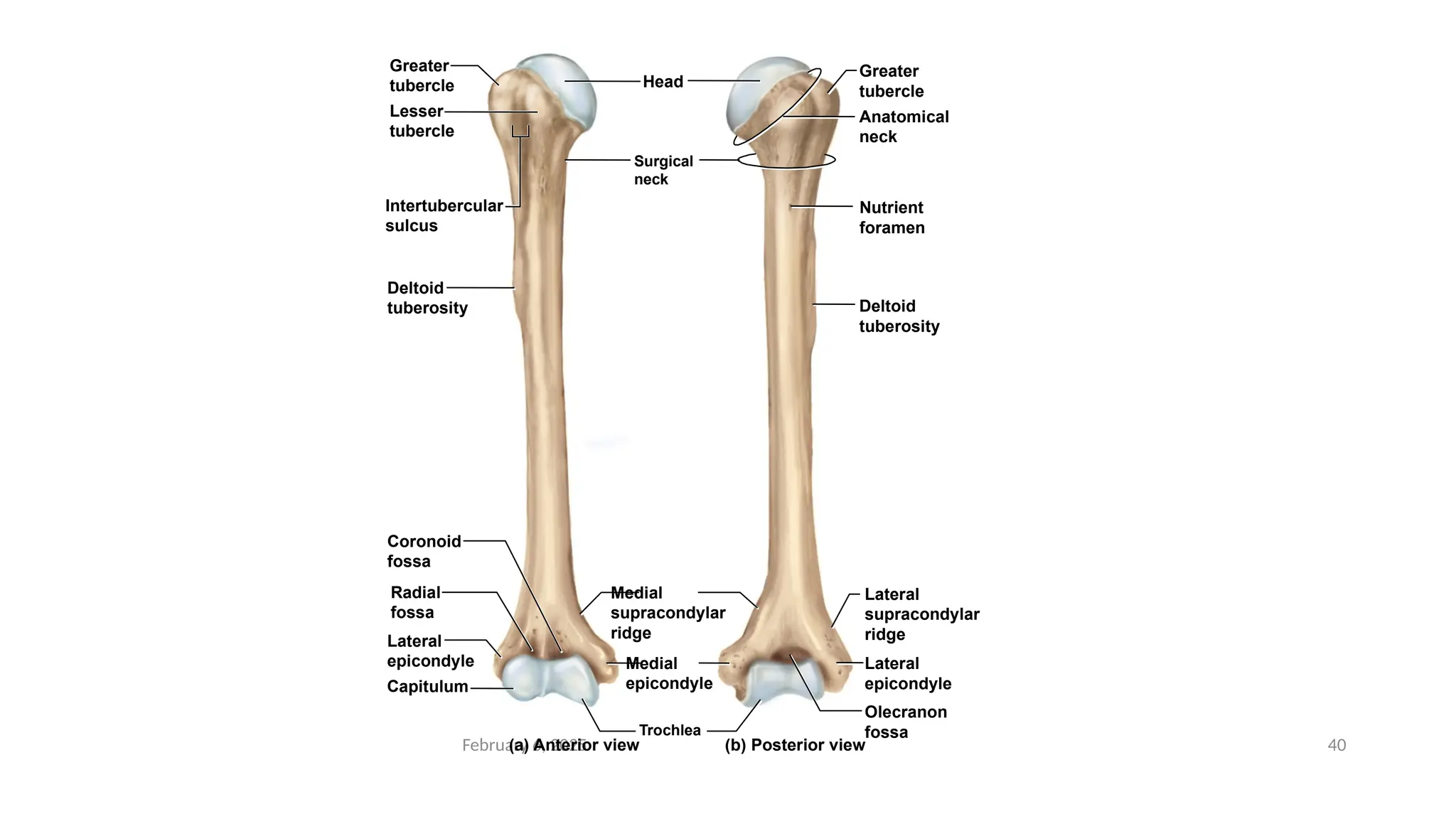 Bones of the upper extremities or limbs. | PPT