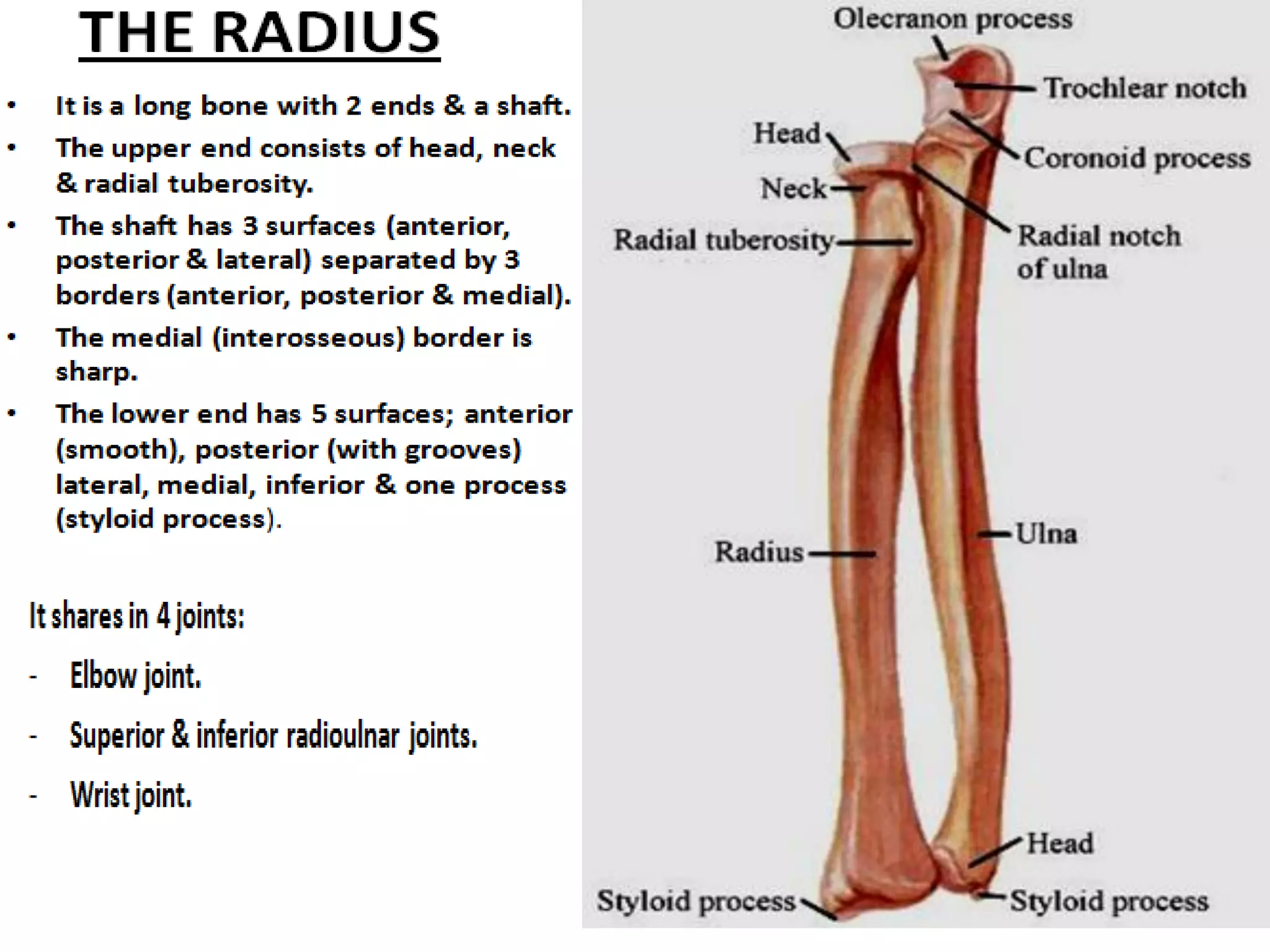 Bones Of Upper Limb | PDF
