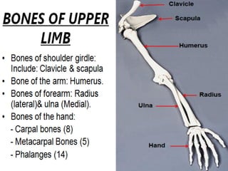 Bones Of Upper Limb PPT