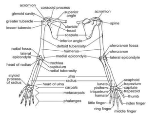 Upper Limb Bones