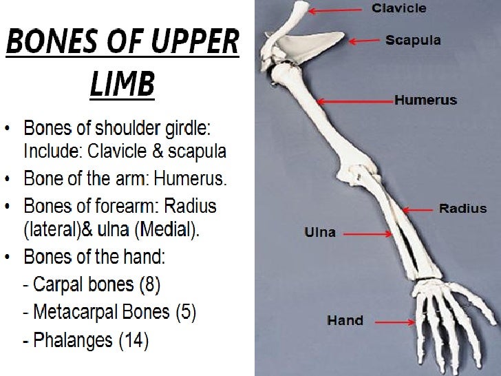 Bones Of Upper Limb Bones Of Upper Limb