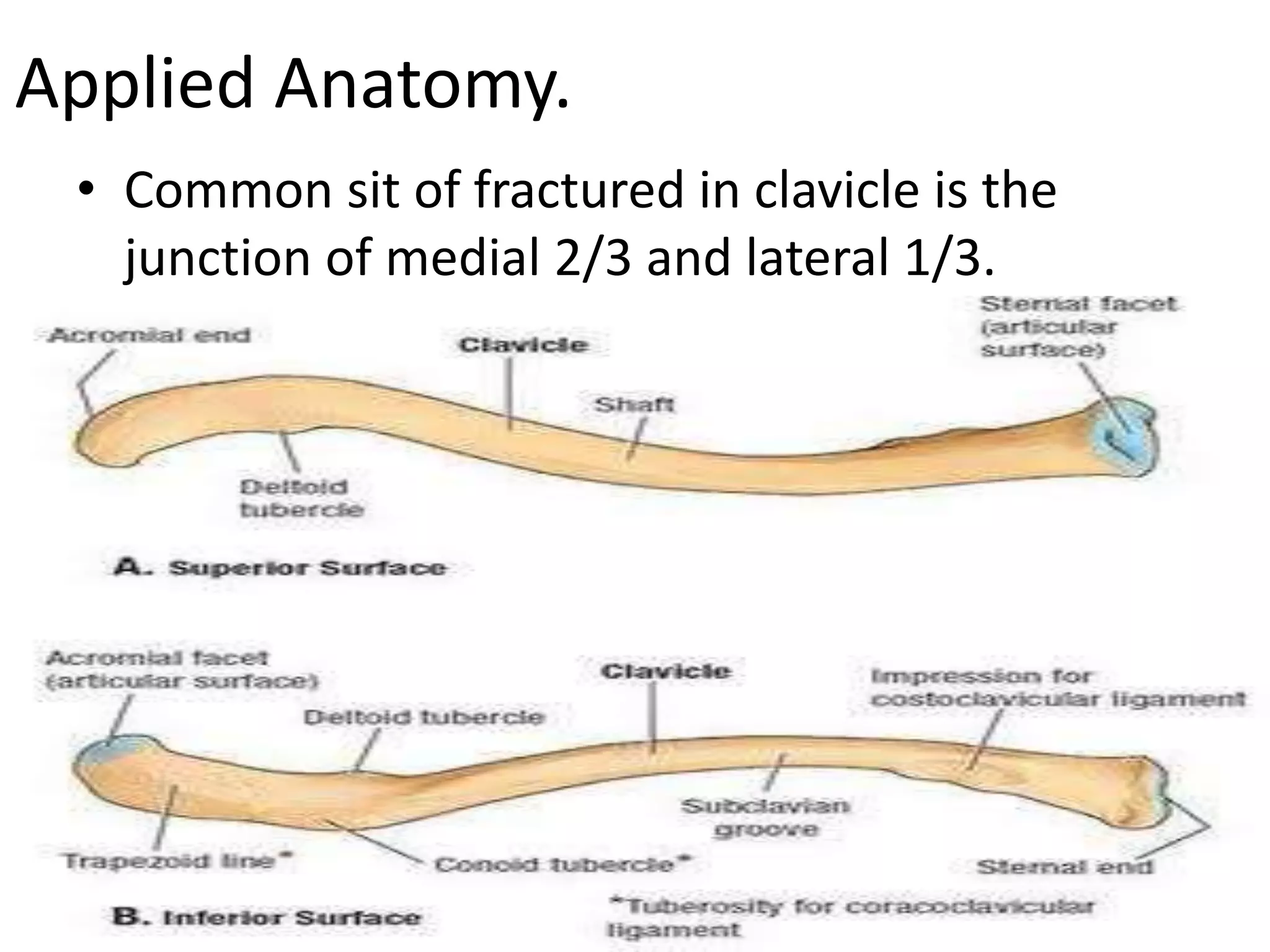 bones of Upper limbs and anatomy of upper limbs | PPTX
