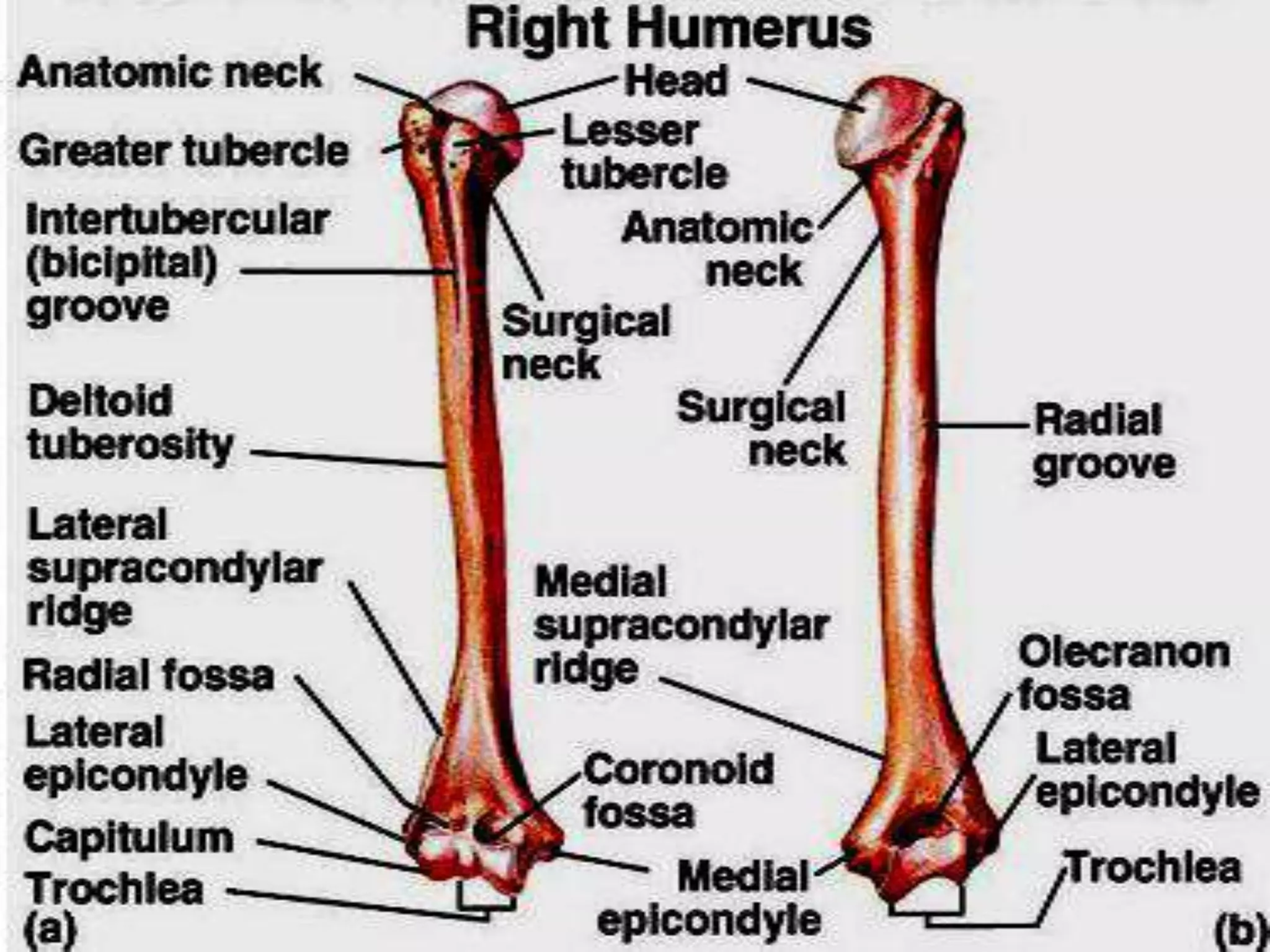 bones of Upper limbs and anatomy of upper limbs | PPTX