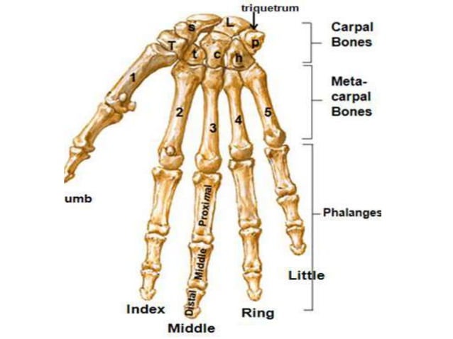 bones of Upper limbs and anatomy of upper limbs | PPTX | Death, Injury ...
