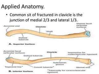 bones of Upper limbs and anatomy of upper limbs | PPTX | Death, Injury ...