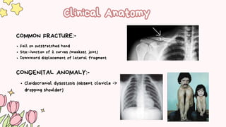 Bones of Upper Limb -Clavicle_Presented by Vadamodula Bhanu.pdf