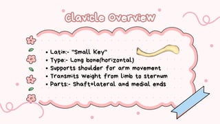 Bones of Upper Limb -Clavicle_Presented by Vadamodula Bhanu.pdf