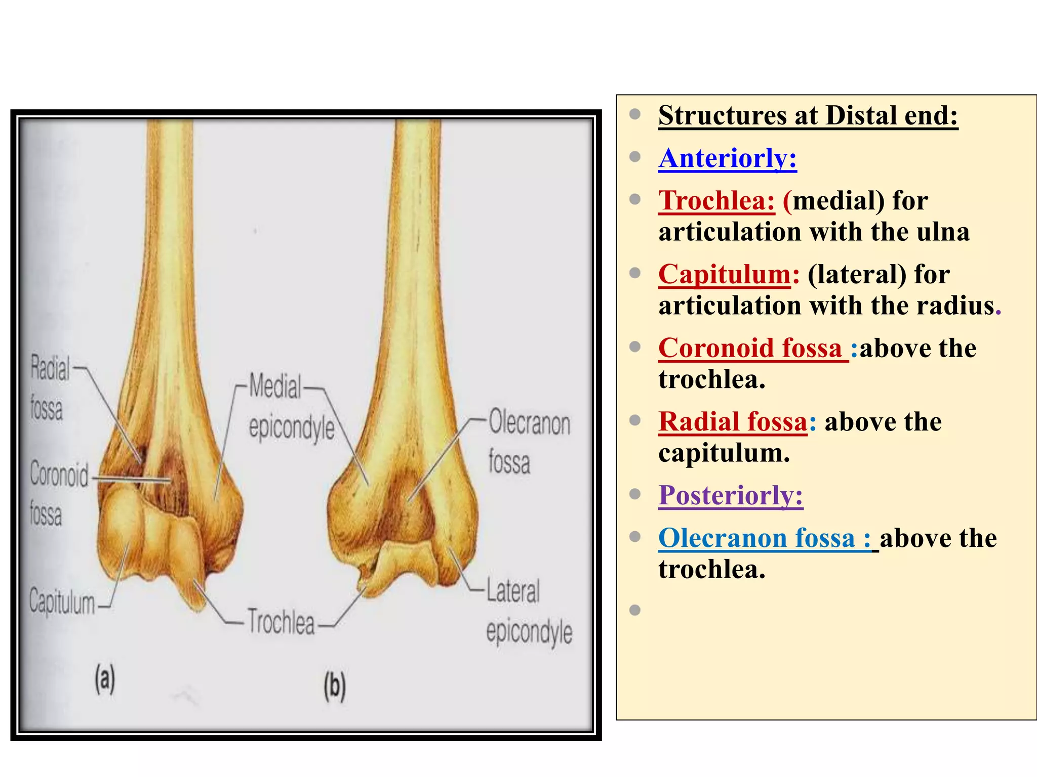 Bones of upper limb, By Nida Manzoor.pptx