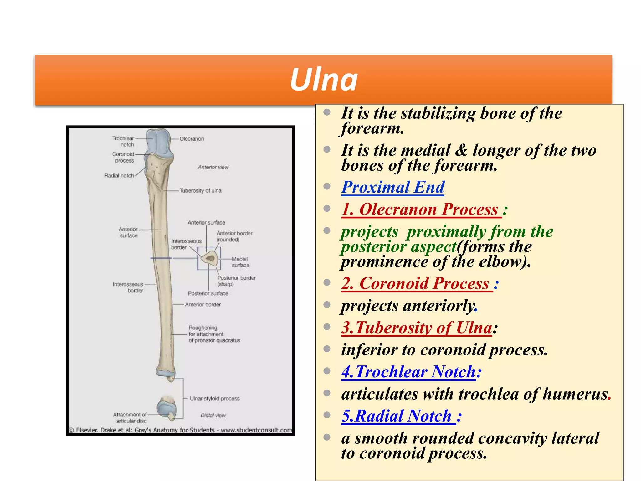 Bones of upper limb, By Nida Manzoor.pptx