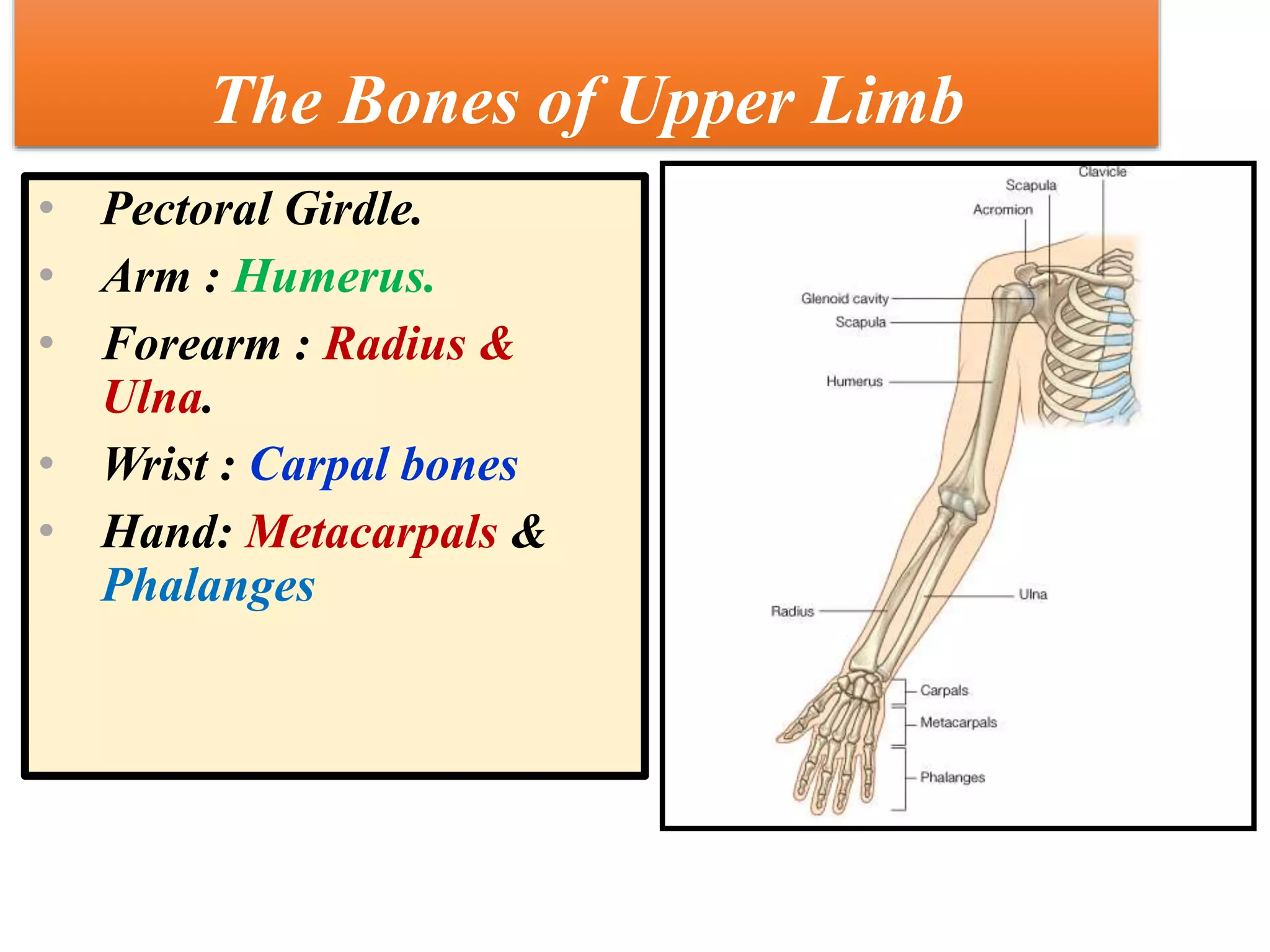 Bones of upper limb, By Nida Manzoor.pptx