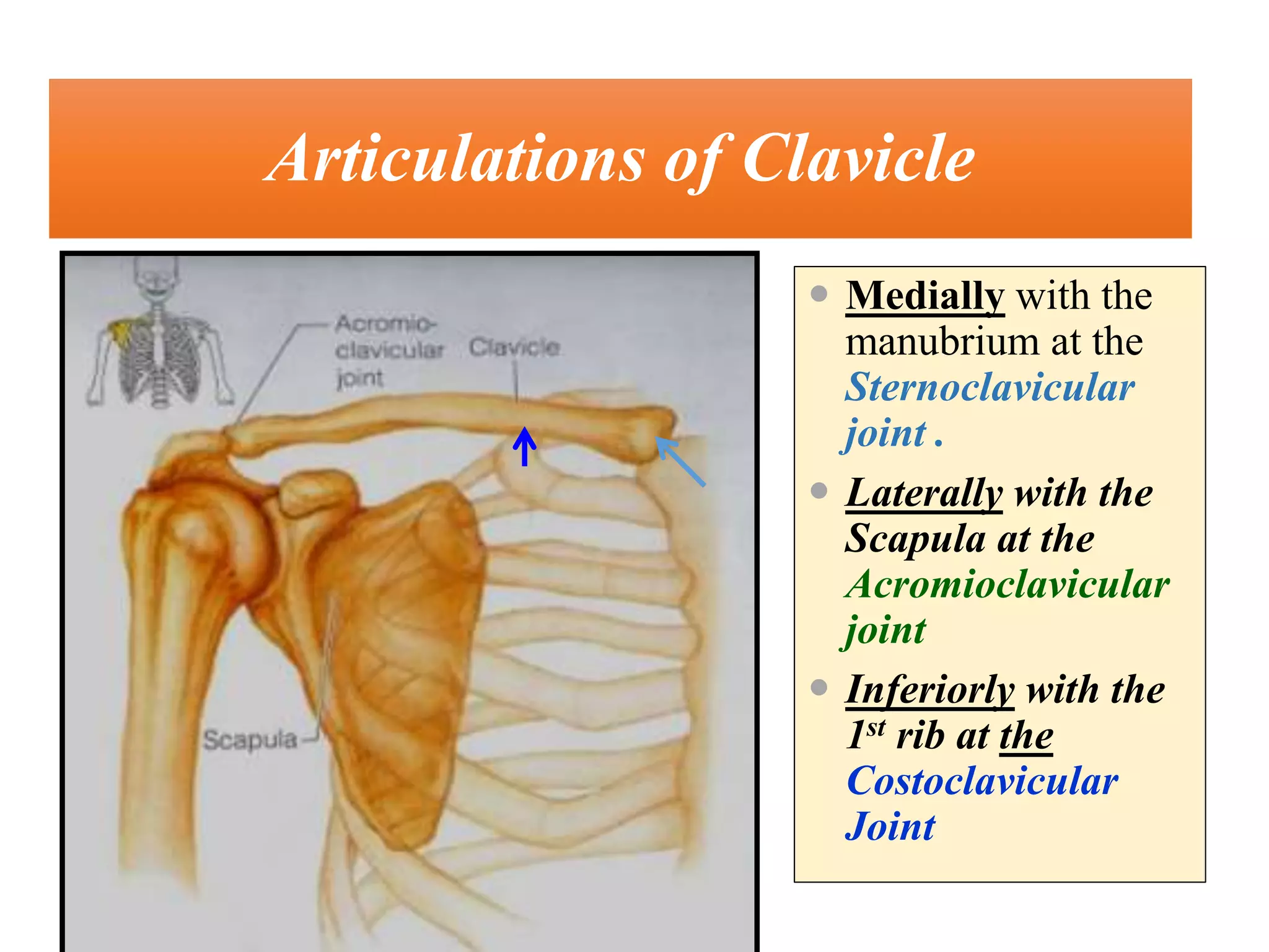 Bones of upper limb, By Nida Manzoor.pptx