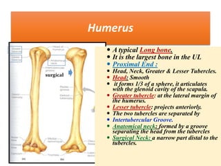 Bones of upper limb, By Nida Manzoor.pptx