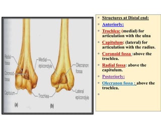 Bones of upper limb, By Nida Manzoor.pptx