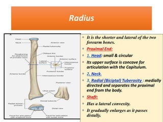 Bones of upper limb, By Nida Manzoor.pptx
