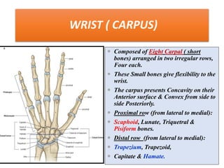 Bones of upper limb, By Nida Manzoor.pptx