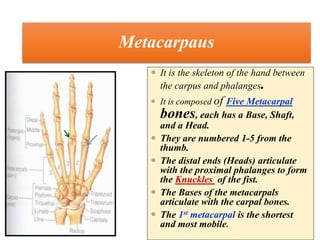 Bones of upper limb, By Nida Manzoor.pptx
