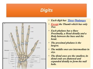 Bones of upper limb, By Nida Manzoor.pptx