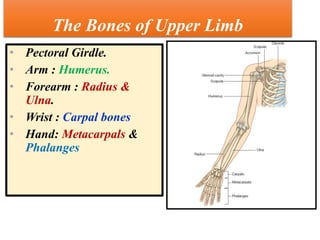 Bones of upper limb, By Nida Manzoor.pptx