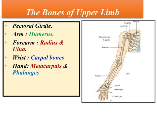 Bones of upper limb, By Nida Manzoor.pptx