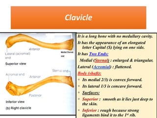 Bones of upper limb, By Nida Manzoor.pptx
