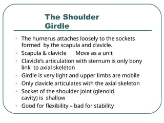 bones of upper limbs . pptx , anatomy,, | PPTX