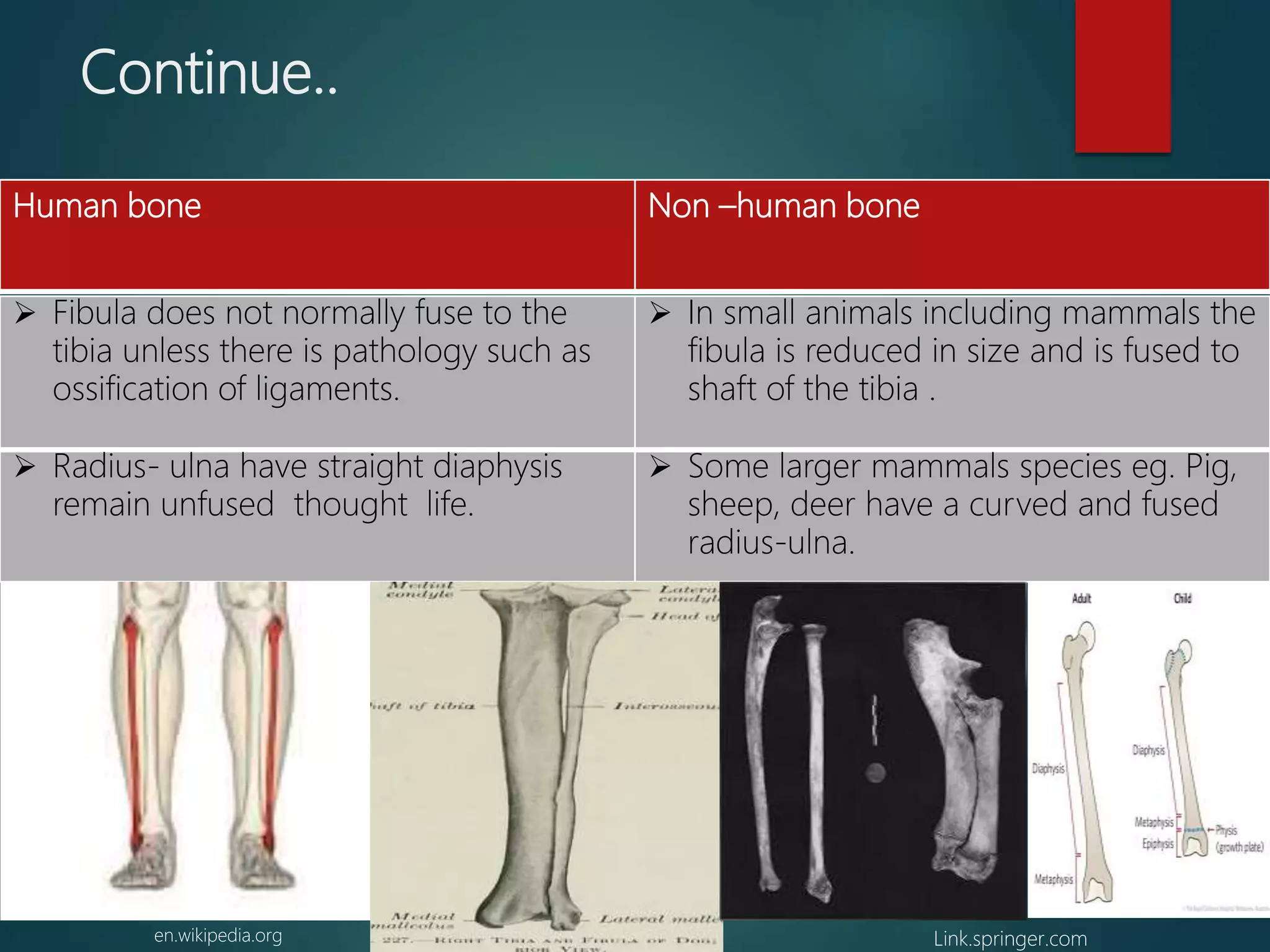 Bones or not ? | PPT
