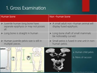 Bones or not ? | PPT