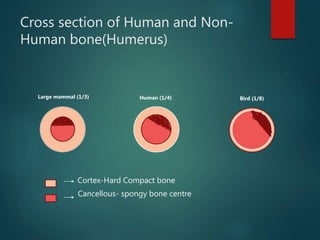 Bones or not ? | PPT