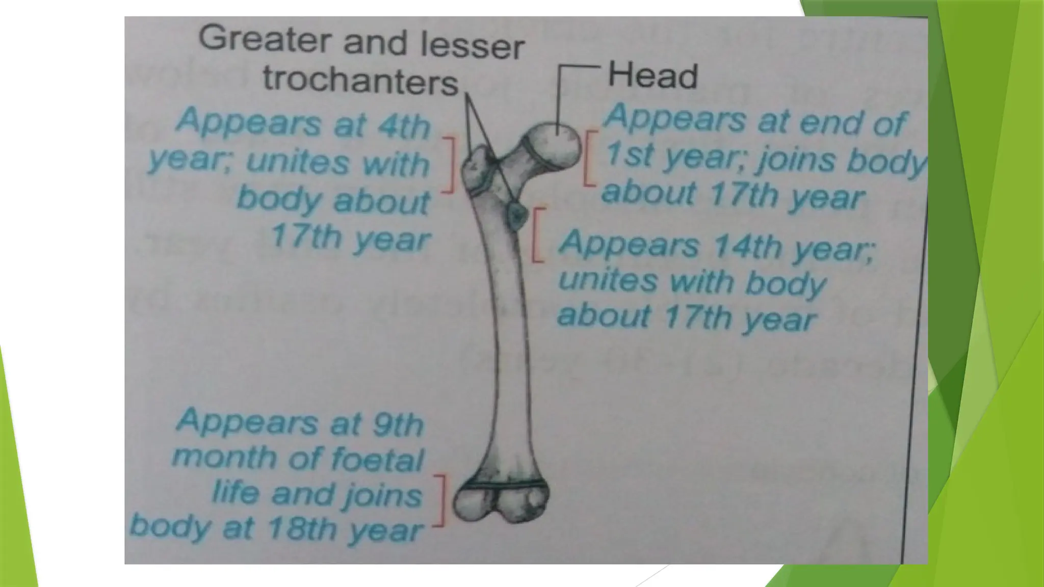 Bones Revision.pptx....................................... | PPTX