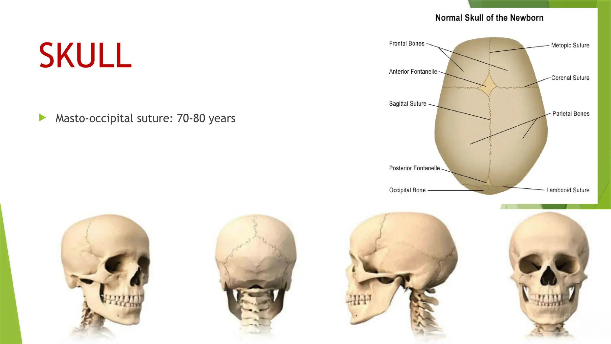 Bones Revision.pptx....................................... | PPTX