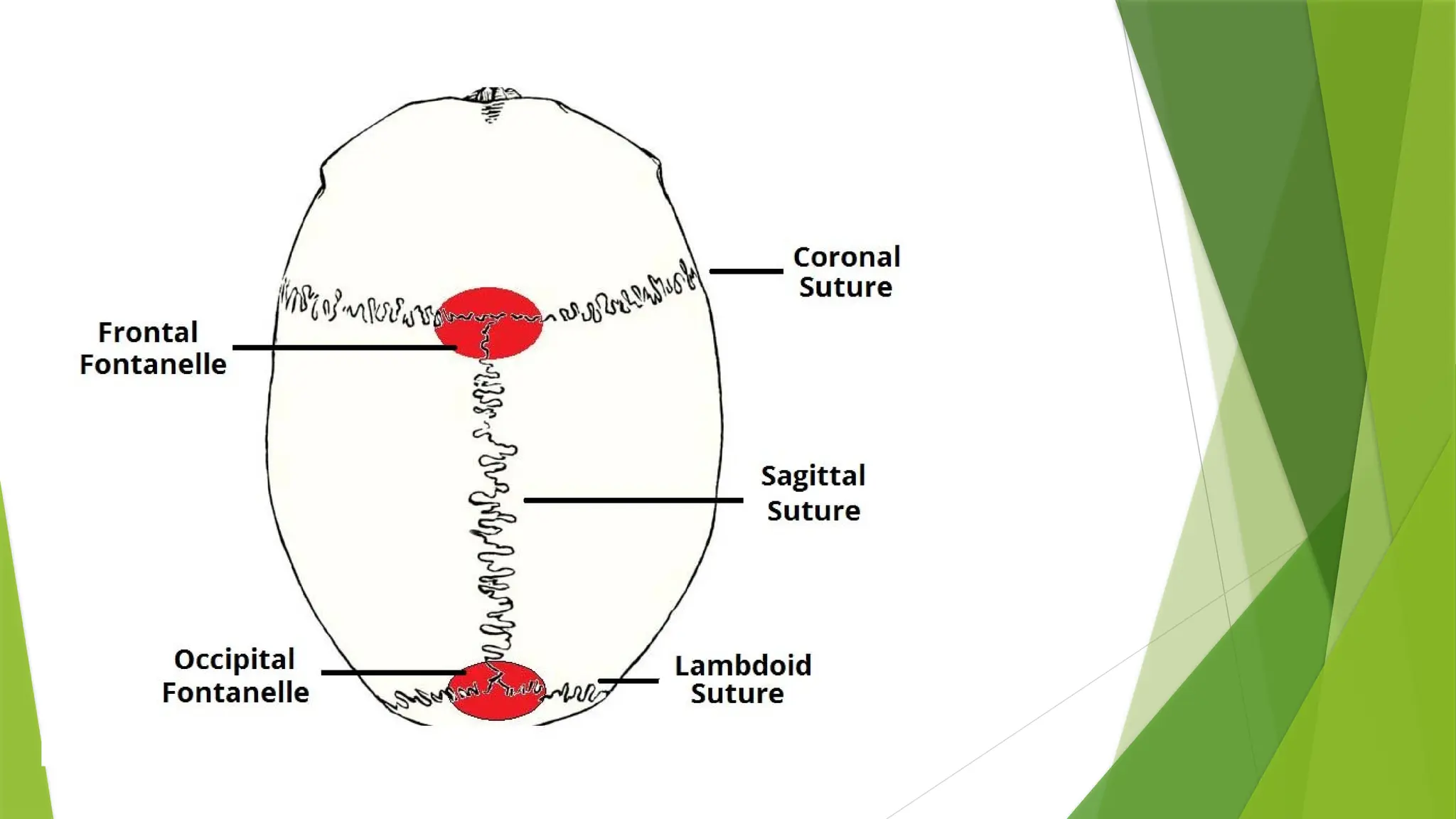 Bones Revision.pptx....................................... | PPTX