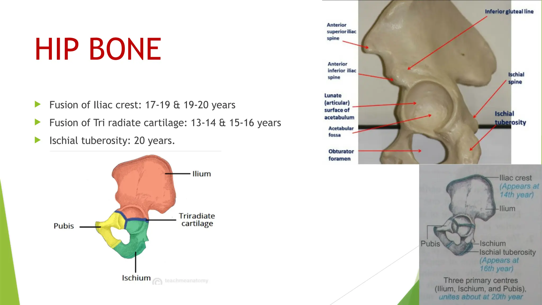 Bones Revision.pptx....................................... | PPTX