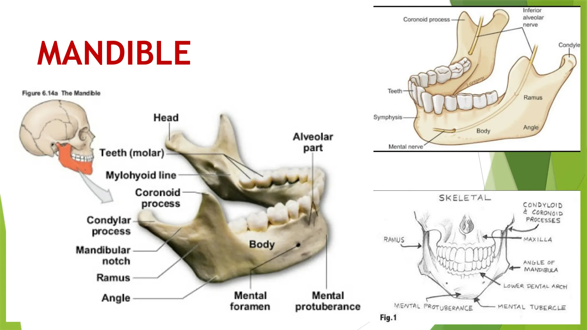 Bones Revision.pptx....................................... | PPT