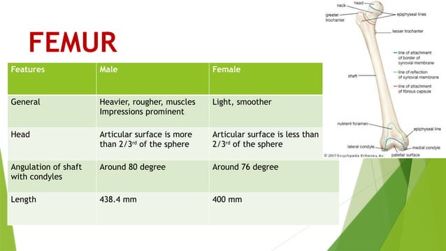Bones Revision.pptx....................................... | PPT