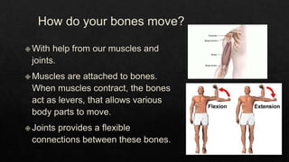 Bones & Skeleton1.pptx