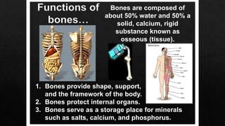 Bones & Skeleton1.pptx