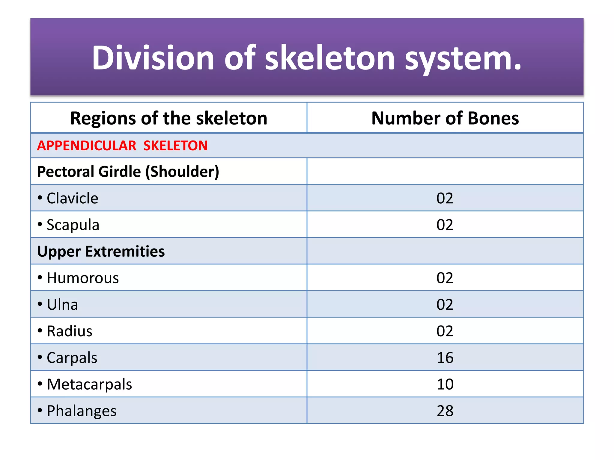 bones_Skeleton system.pptx