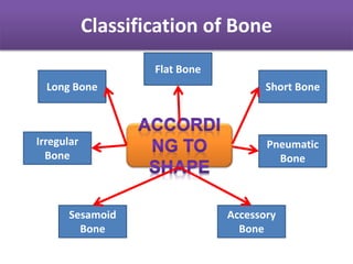 bones_Skeleton system.pptx