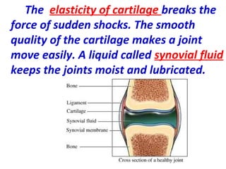 Bones that move | PPT