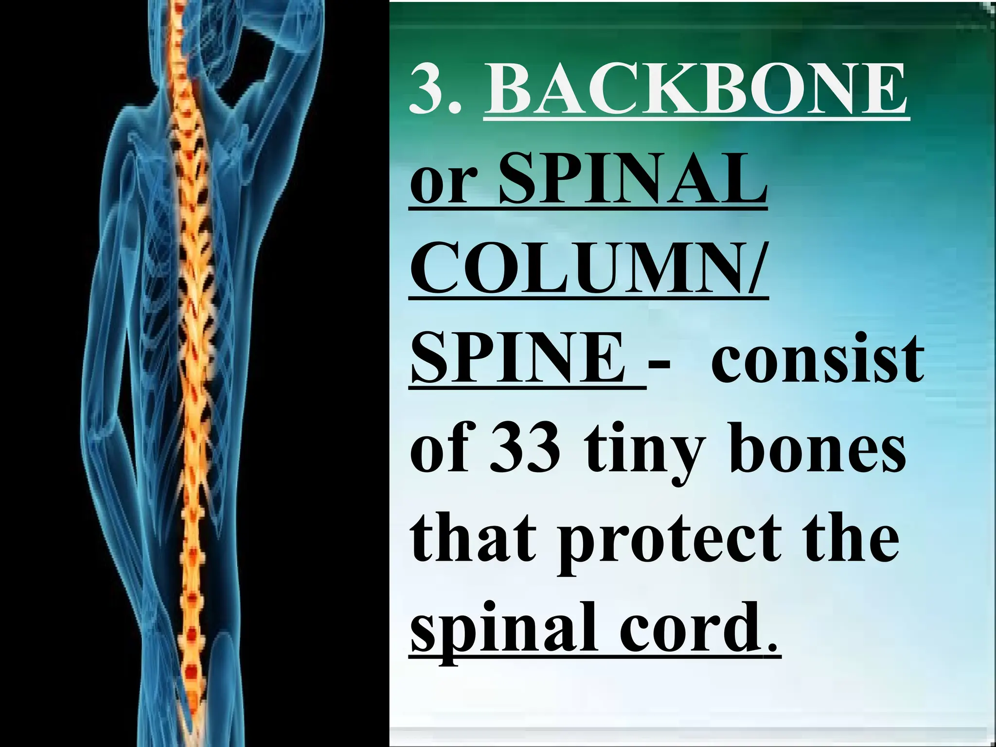 Bones that protect the internal organs.pptx