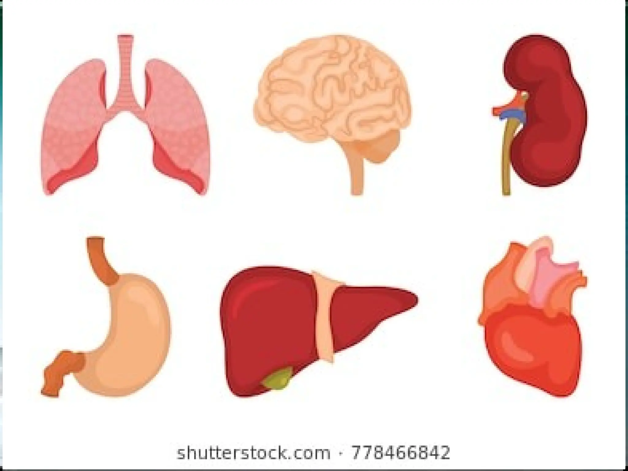 Bones that protect the internal organs.pptx